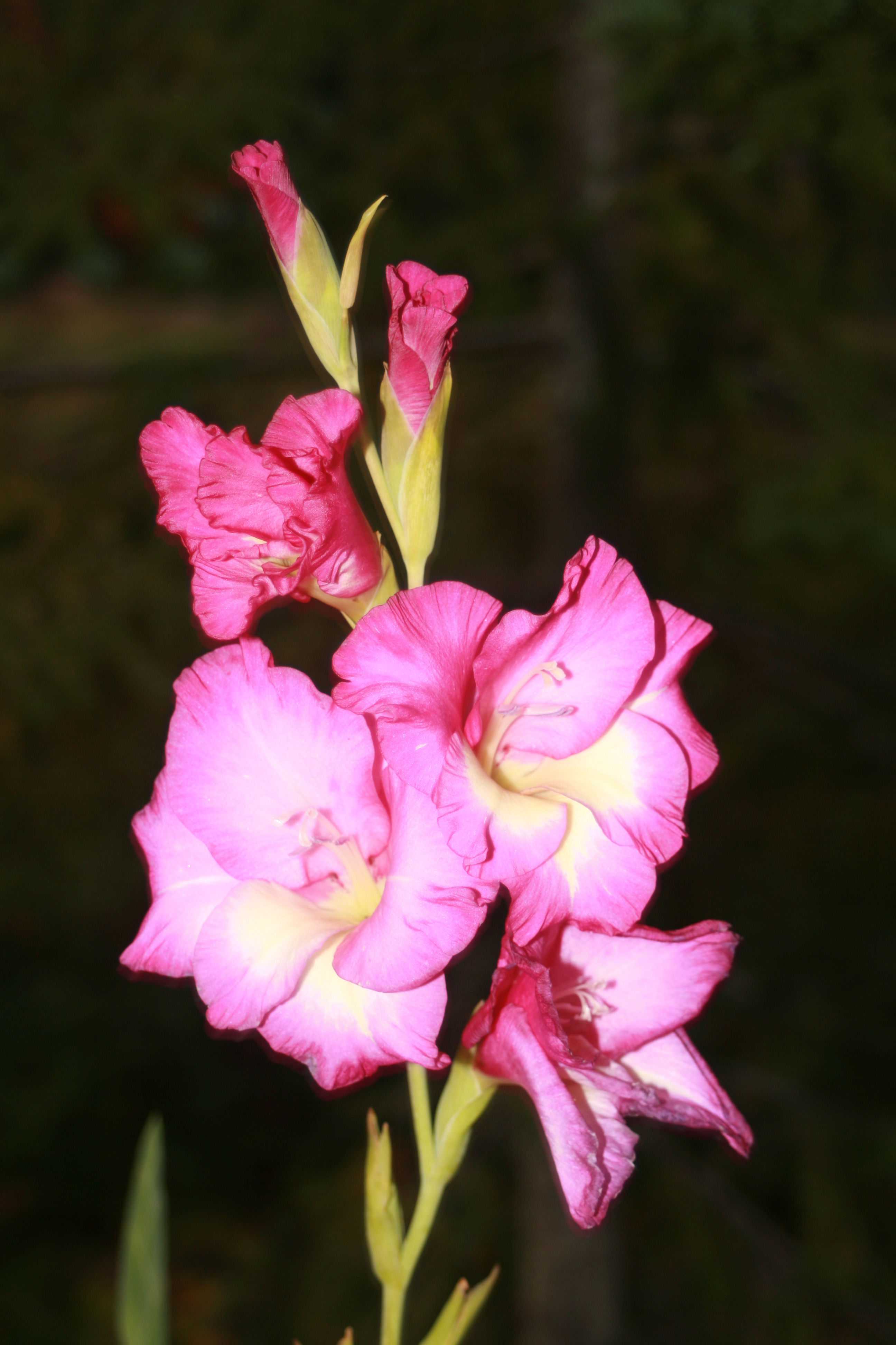 Evening Glads | Shutterbug